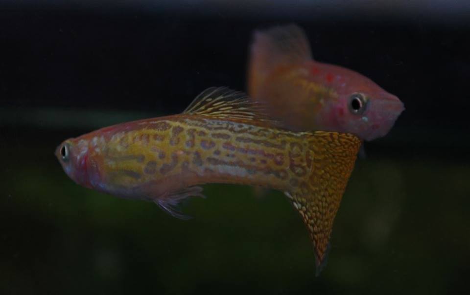 METODE UZGOJA Gupika/Gupija | Tropical Basement .com
