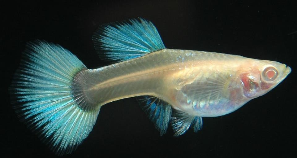 In memory of MASTER GUPPY BREEDER Luke Roebuck | Tropical Basement .com
