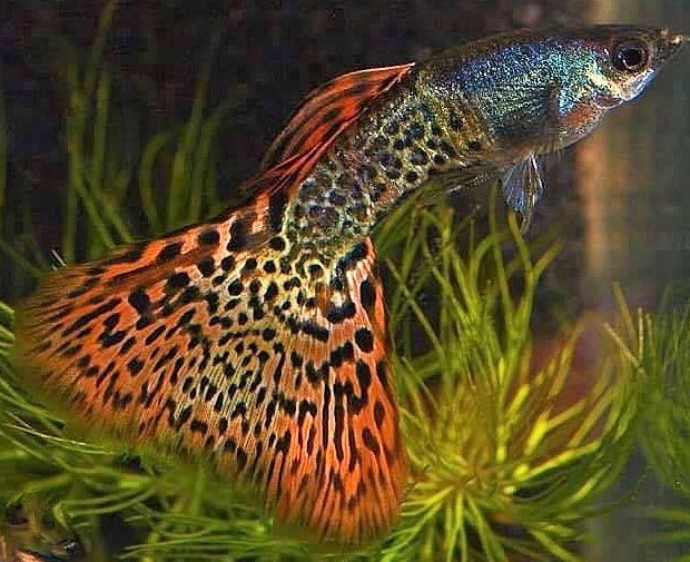 MOSCOW GUPPIES | Tropical Basement .com