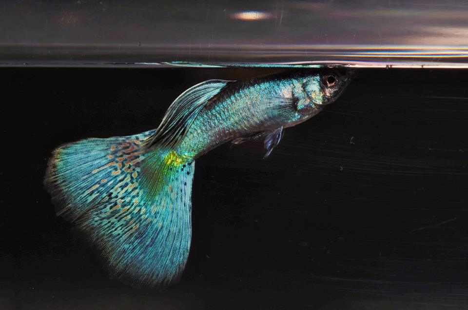 Moscow Guppies – Theory & Practice – Moscow Grass | Tropical Basement .com