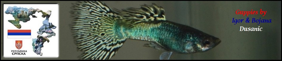 Period nošenja jajašaca kod gupika/gupija | Tropical Basement .com