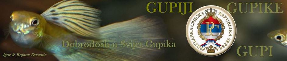 Priprema za uzgoj gupija/gupika za pocetnike | Tropical Basement .com