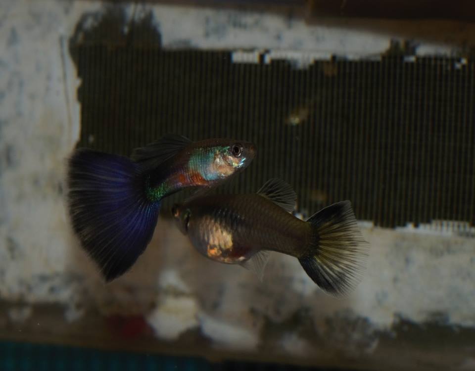 Genetika Gupika :: Teorija & Praksa :: Ukrstanja :: Ljubicaste Gupike ...