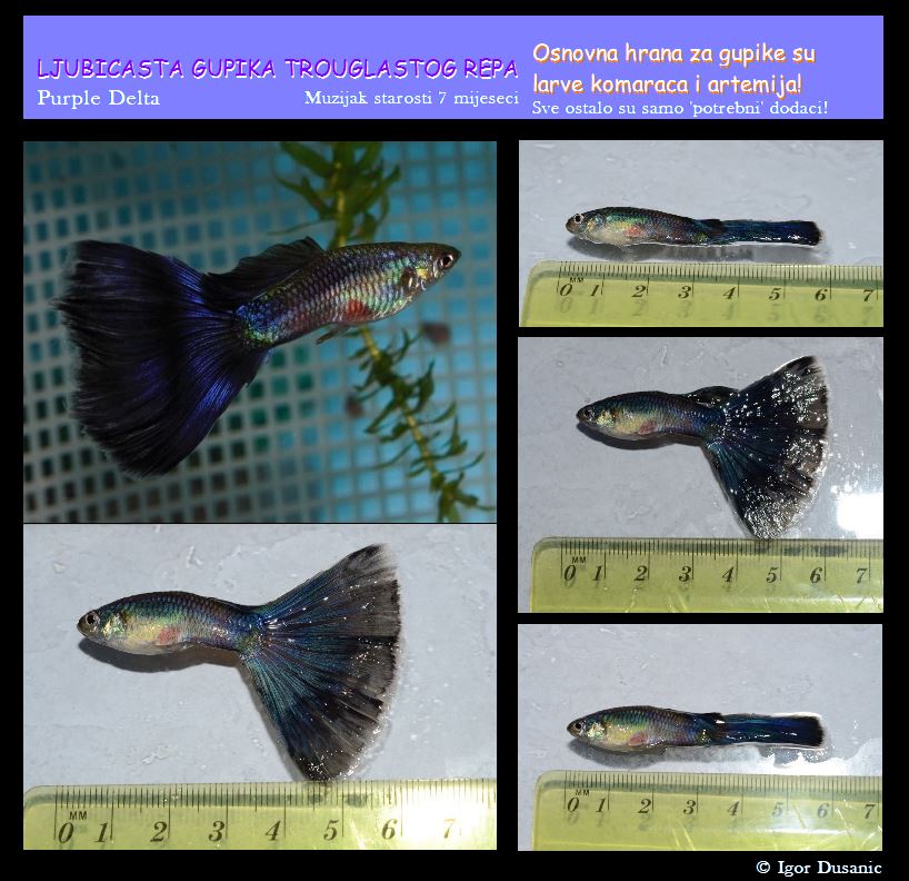 GUPIKE/GUPIJI :: TEMPERATURA :: ISHRANA :: MLADJ | Tropical Basement .com