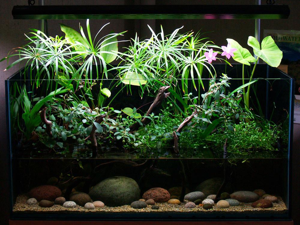 Aquarium – Riparium – Paludarium :: I love them all! | Tropical ...