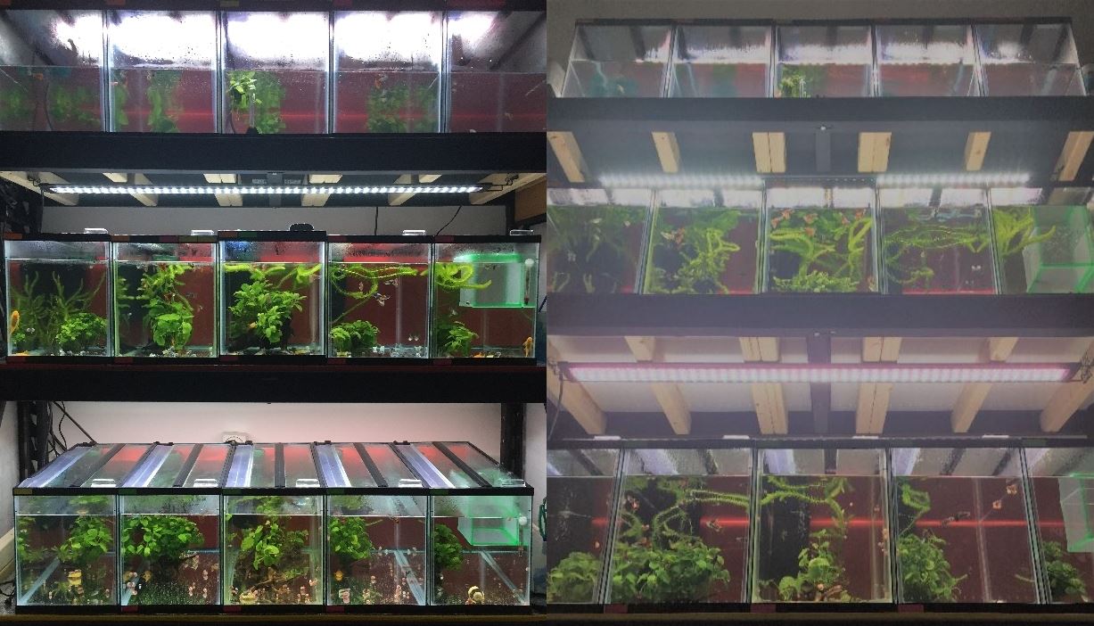 :: Fish Room | Tropical Basement .com