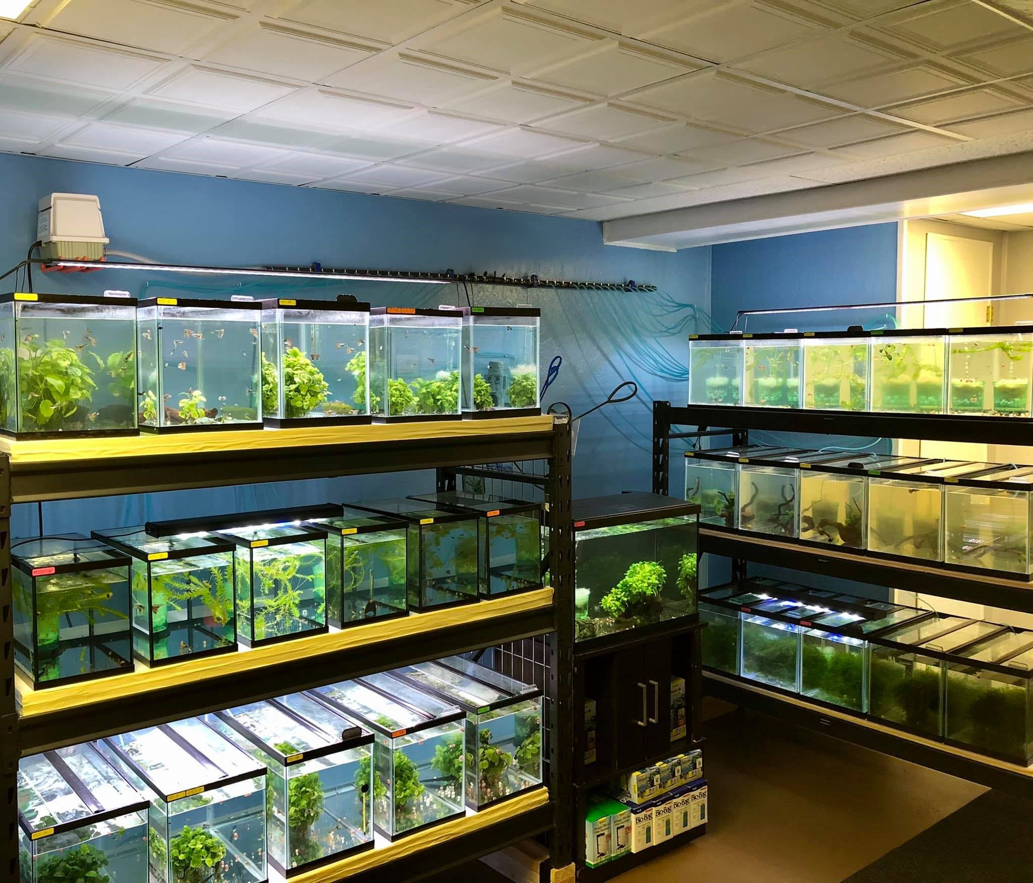 :: Fish Room | Tropical Basement .com