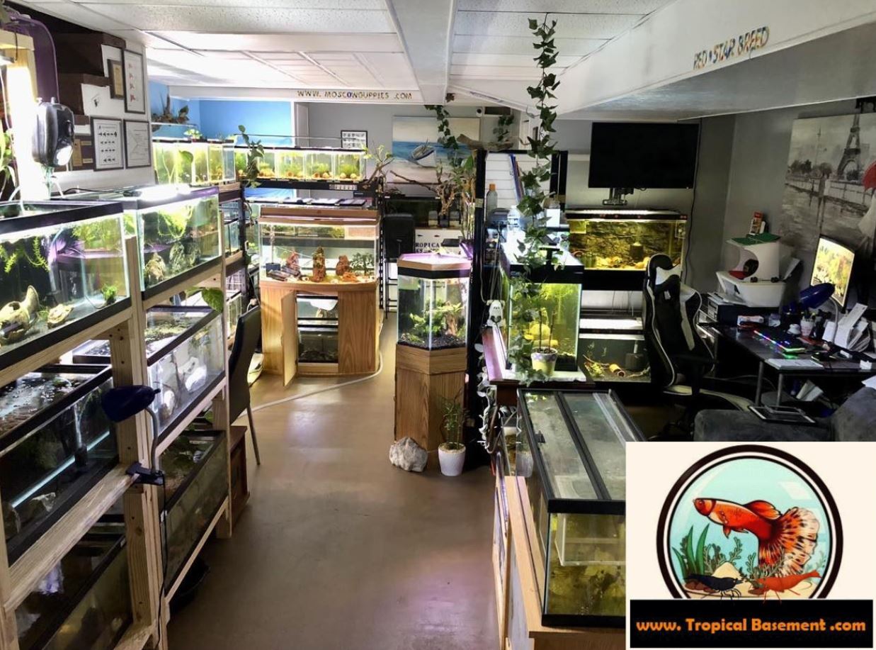 :: Fish Room | Tropical Basement .com